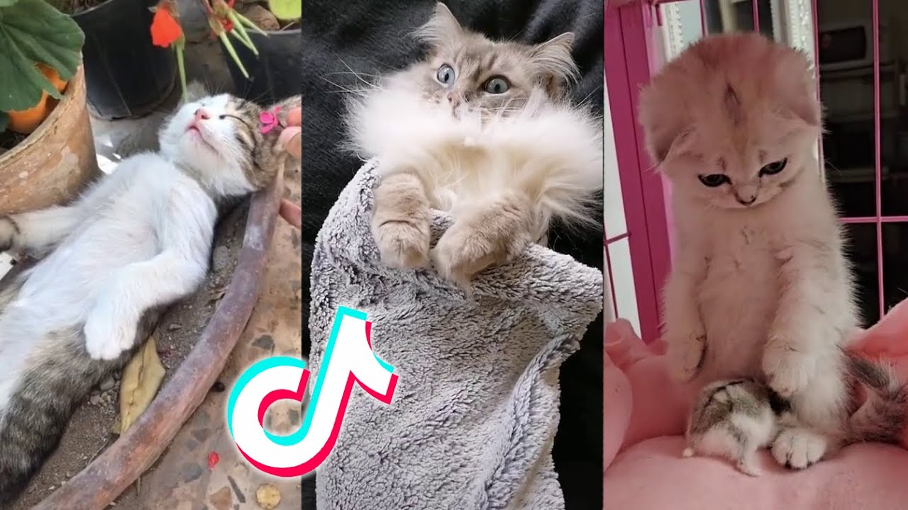 tik tok CATS i watch to cure my depression 😹😂 - YouTube