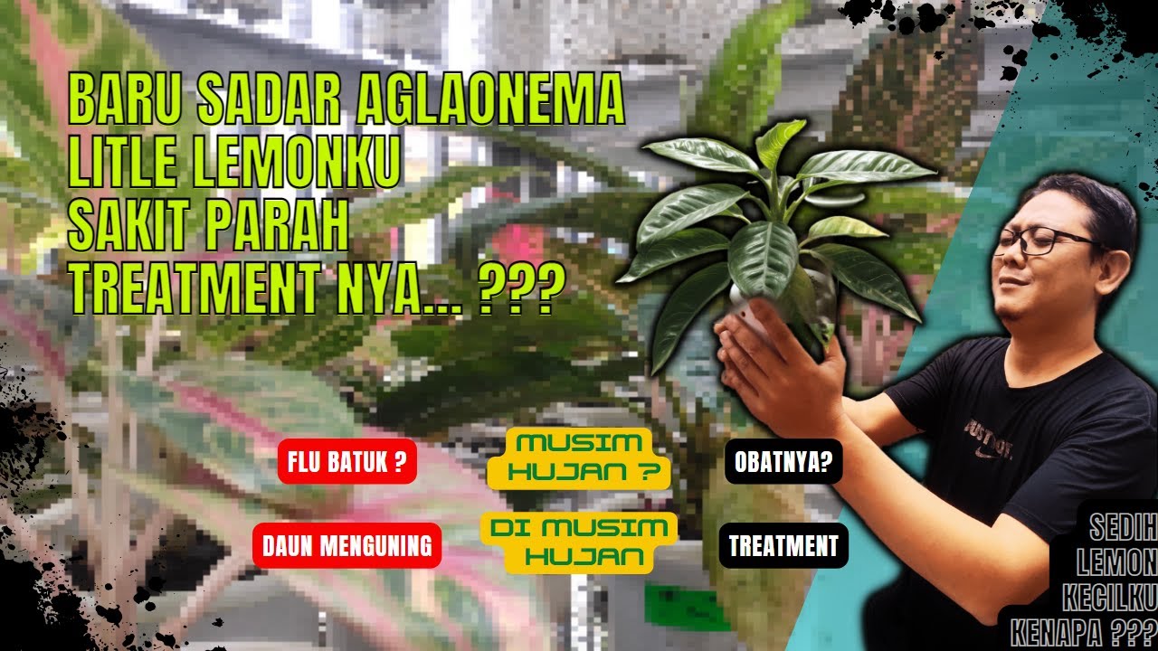AGLAONEMA PLANT CARE, BARU SADAR AGLAONEMA LITLE LEMONKU SAKIT DAUN ...