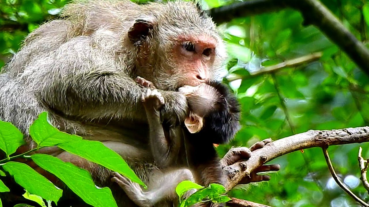 Beloved! Old mother monkey disciplined baby monkey on tree teaching is ...