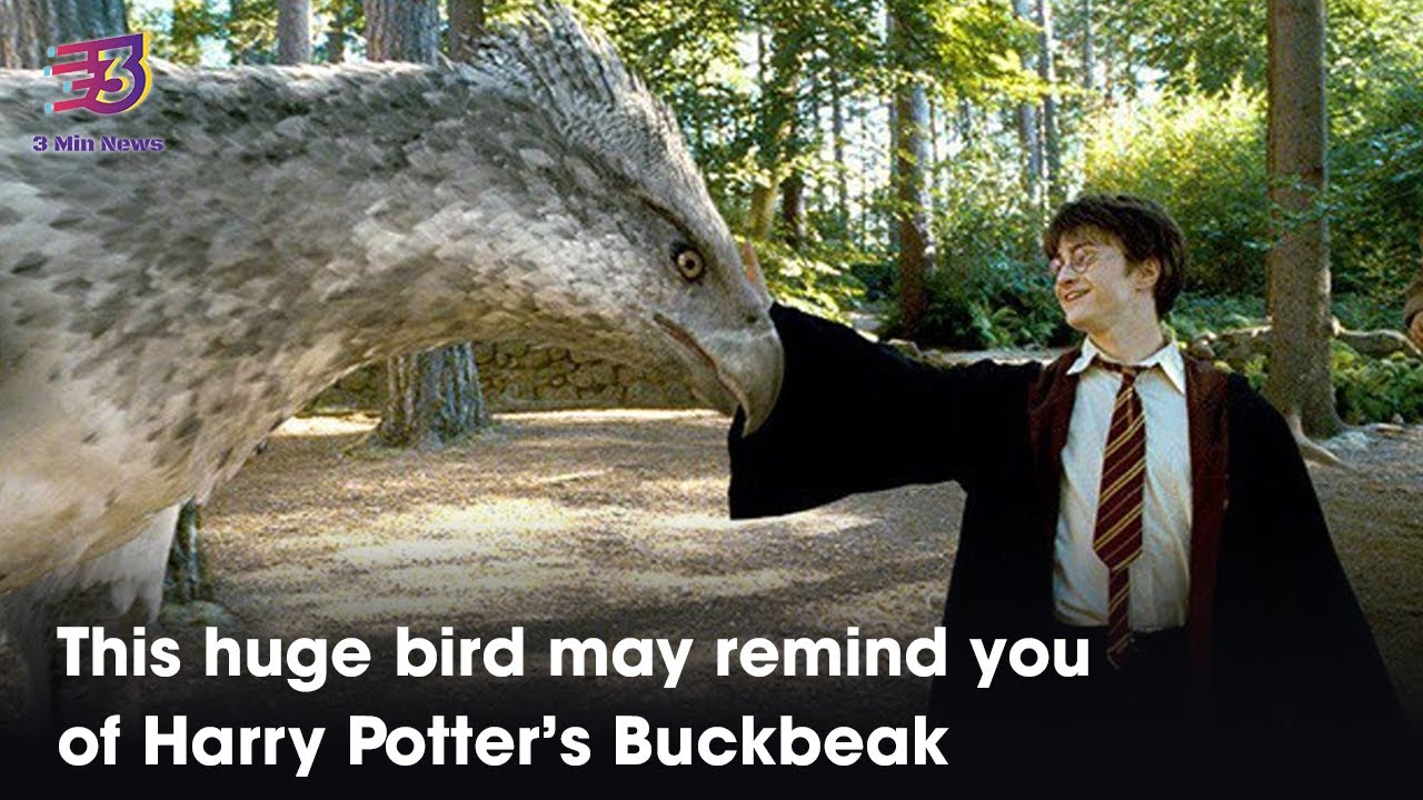 This huge bird may remind you of Harry Potter’s Buckbeak | 3 Min News ...