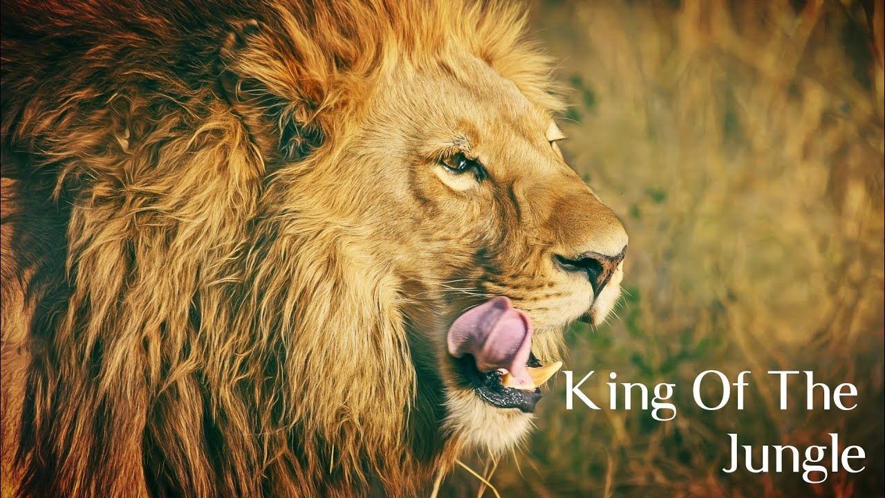 How Lion Broke The Internet - YouTube