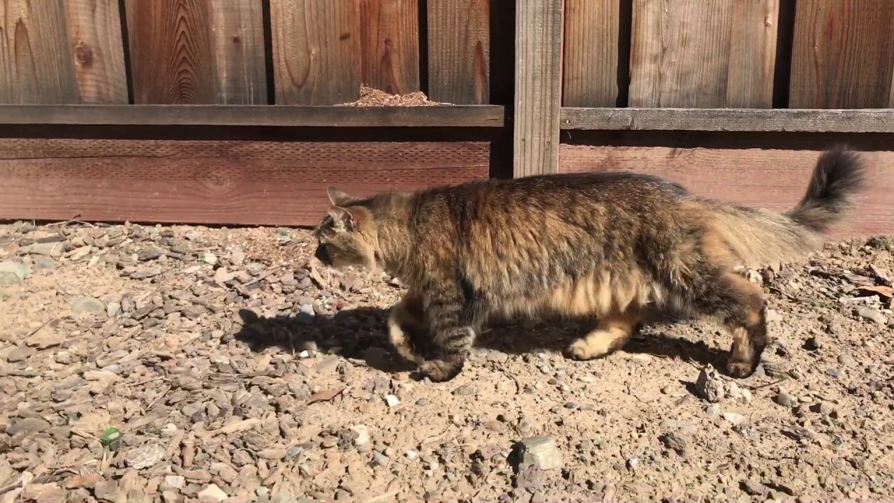 Maine Coon walking around outside - YouTube
