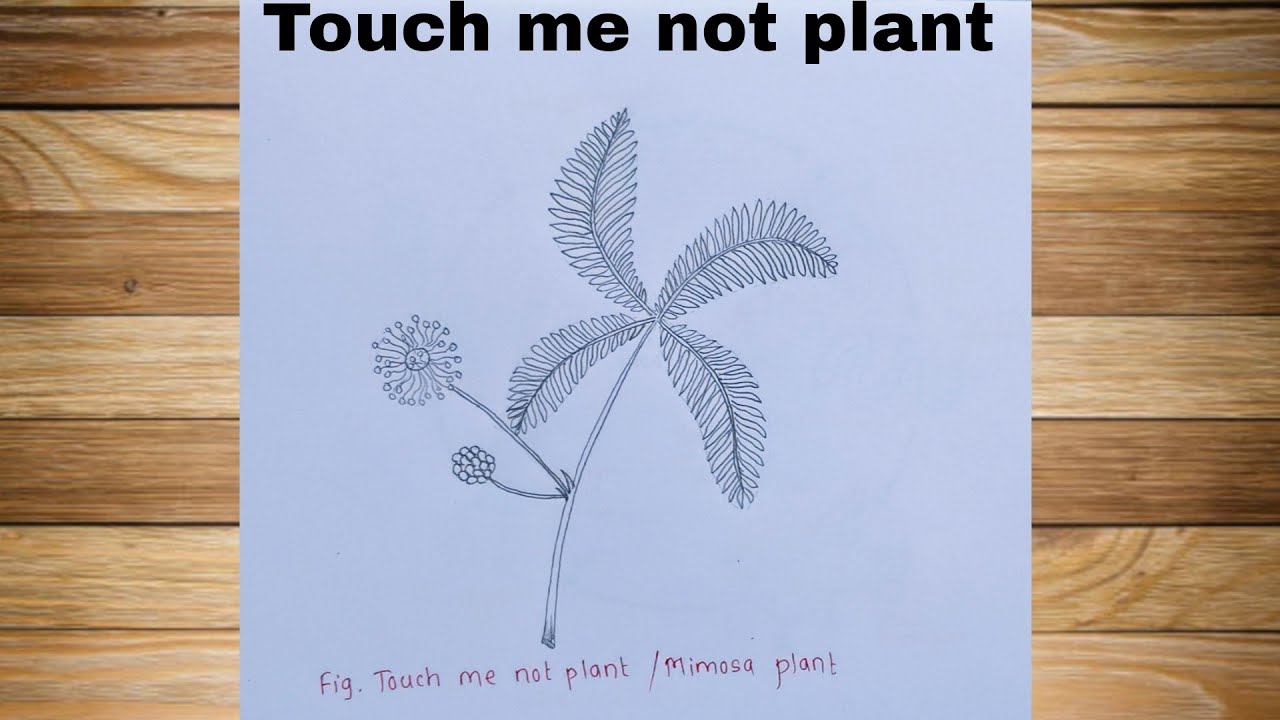 How To Draw Touch Me Not Plant/ How To Draw Mimosa Plant / Easy Way ...