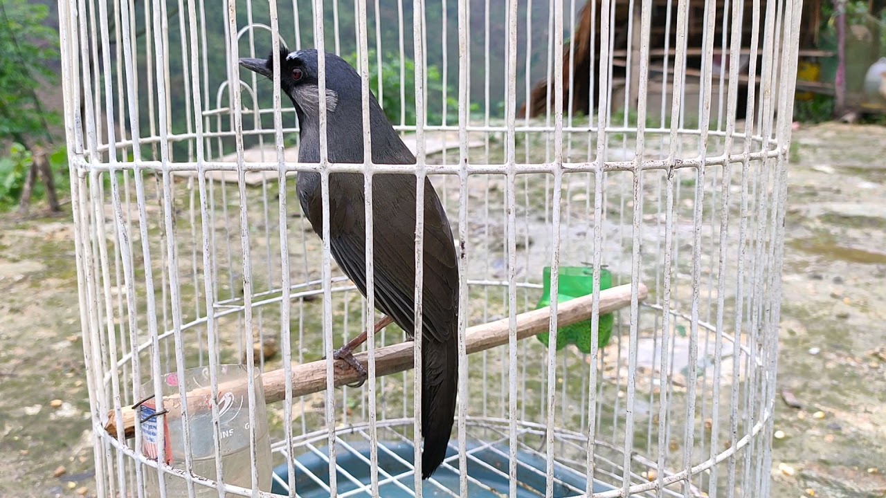 Khướu mun rừng má lai thuần to đẹp hót ,noog sab fwj má lai loj thiab ...