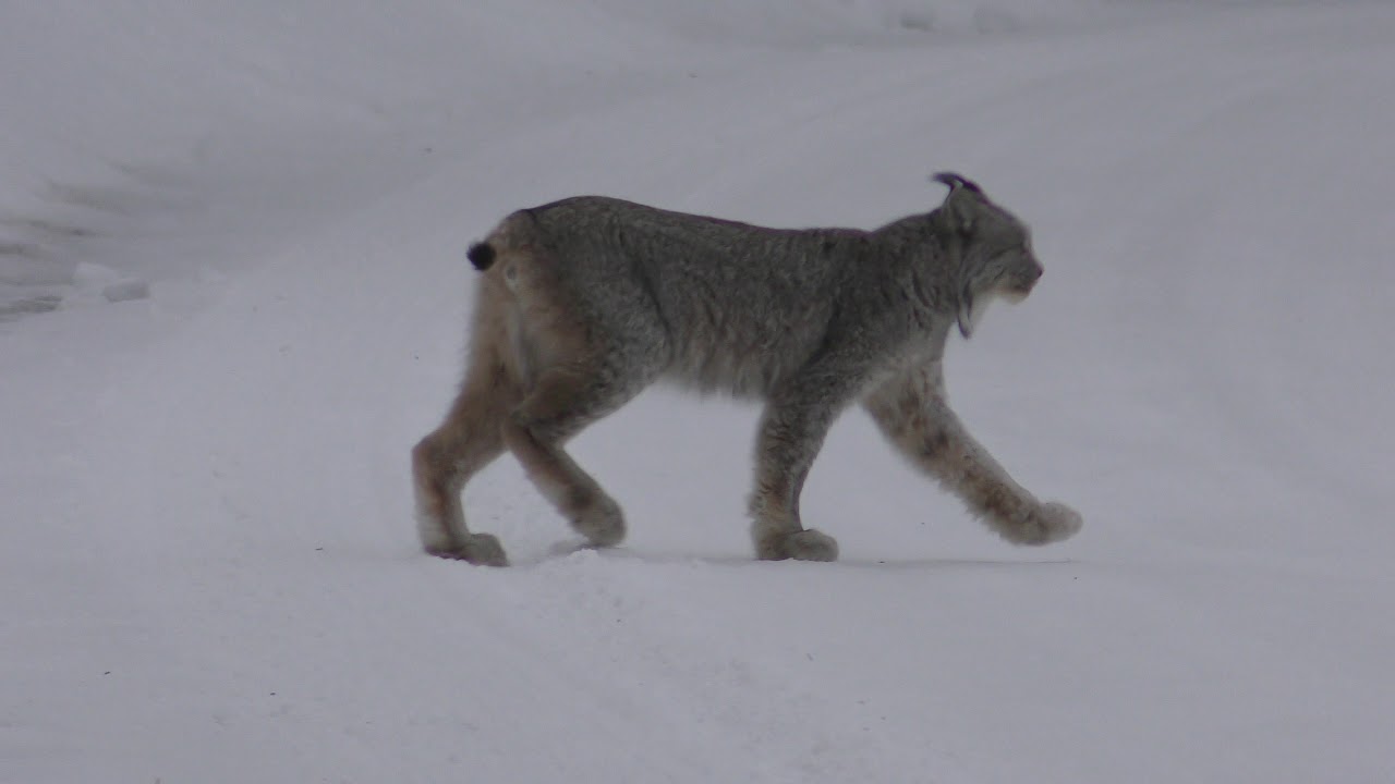 Canada Lynx Crossing the Road!!! - YouTube
