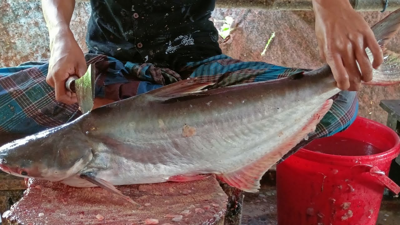 Giant Pangas Fish Cutting Skills in Bangladesh Fish। Market - YouTube