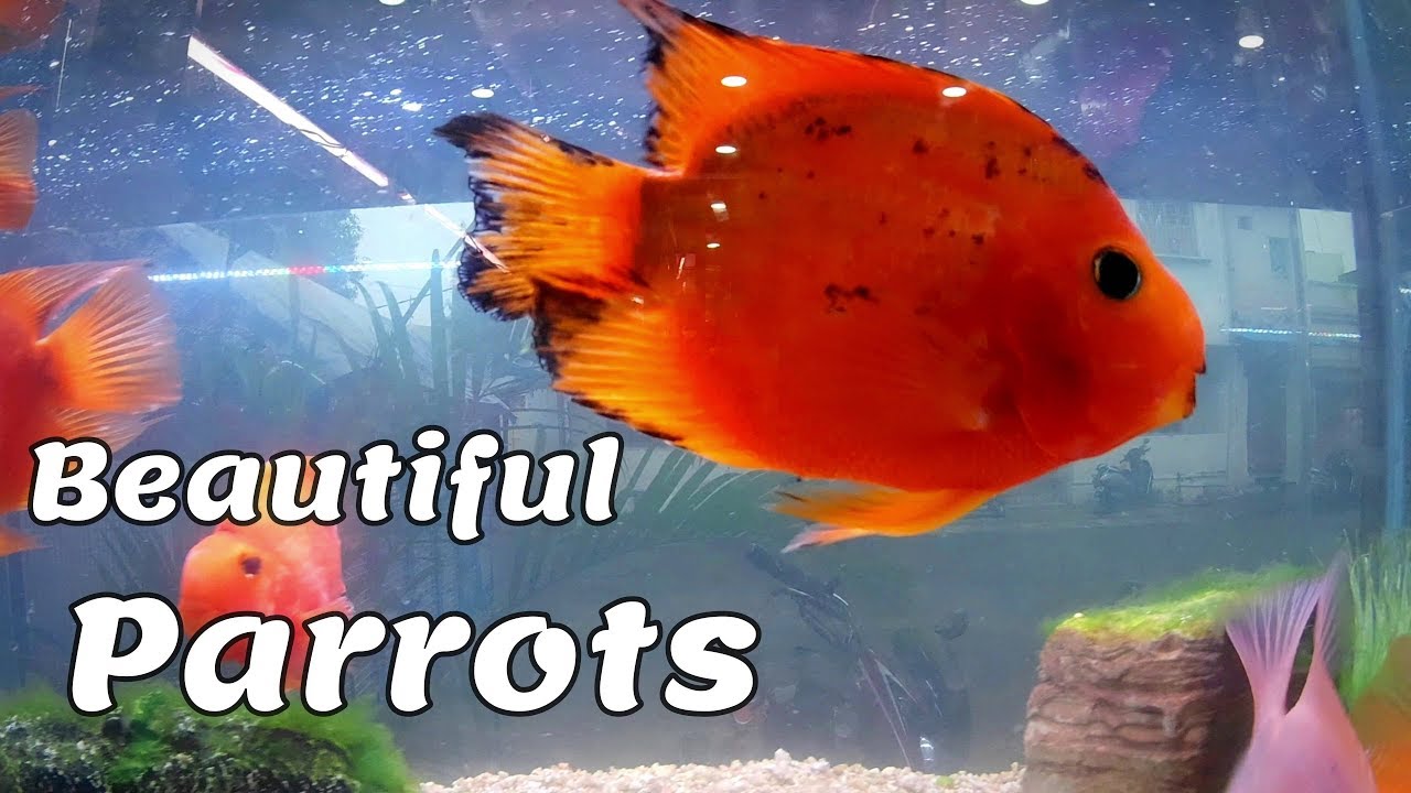 Beautiful Parrot Fish farming.. - YouTube