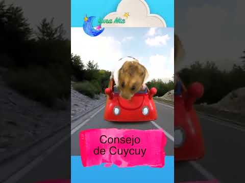 Consejo de Cuycuy #1 - YouTube