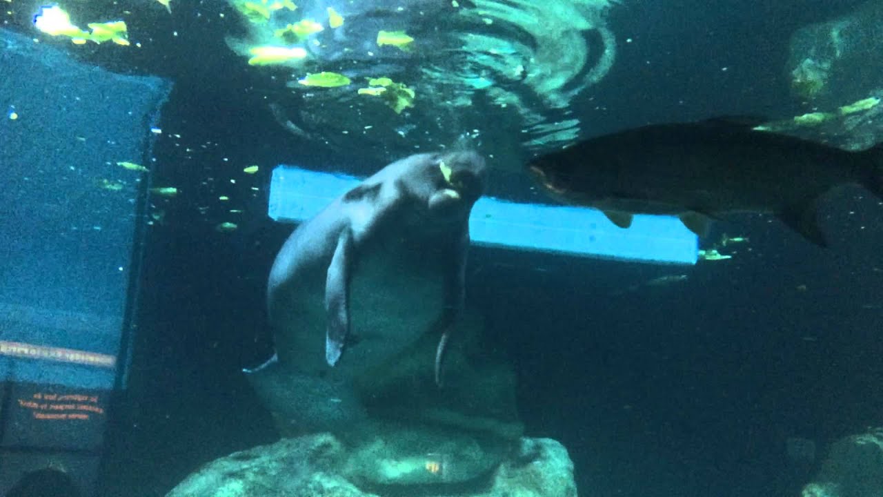 manatee farting - YouTube