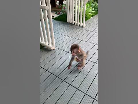 Baby monkey Bon Bon learns to walk on two legs - YouTube