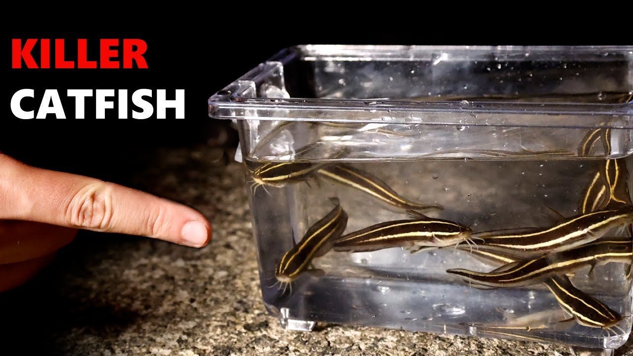 The DEADLIEST FISH You've Never Heard of - Striped Eel Catfish - YouTube