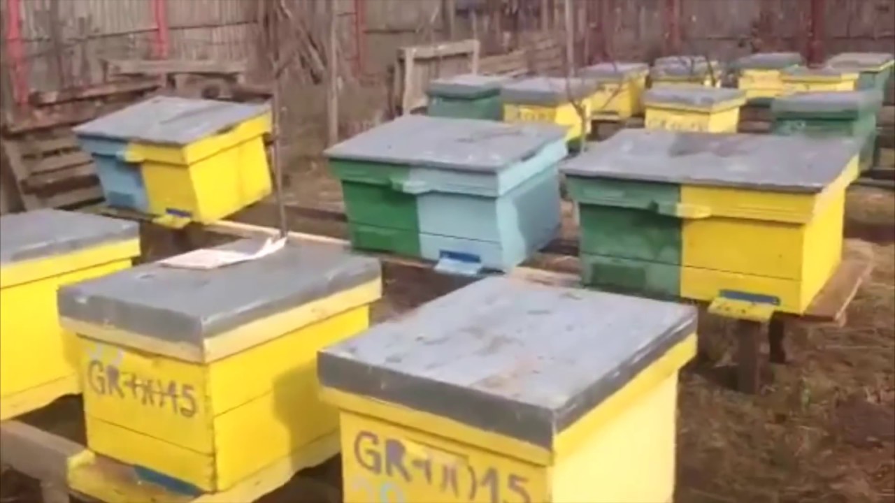 Apicultura - Vatra stupina Letca Veche BEE VLOGS - YouTube