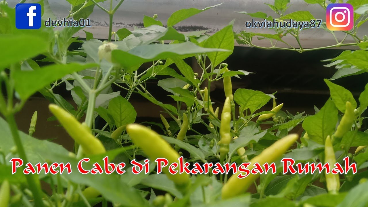 Panen Cabe di Pekarangan Rumah - YouTube