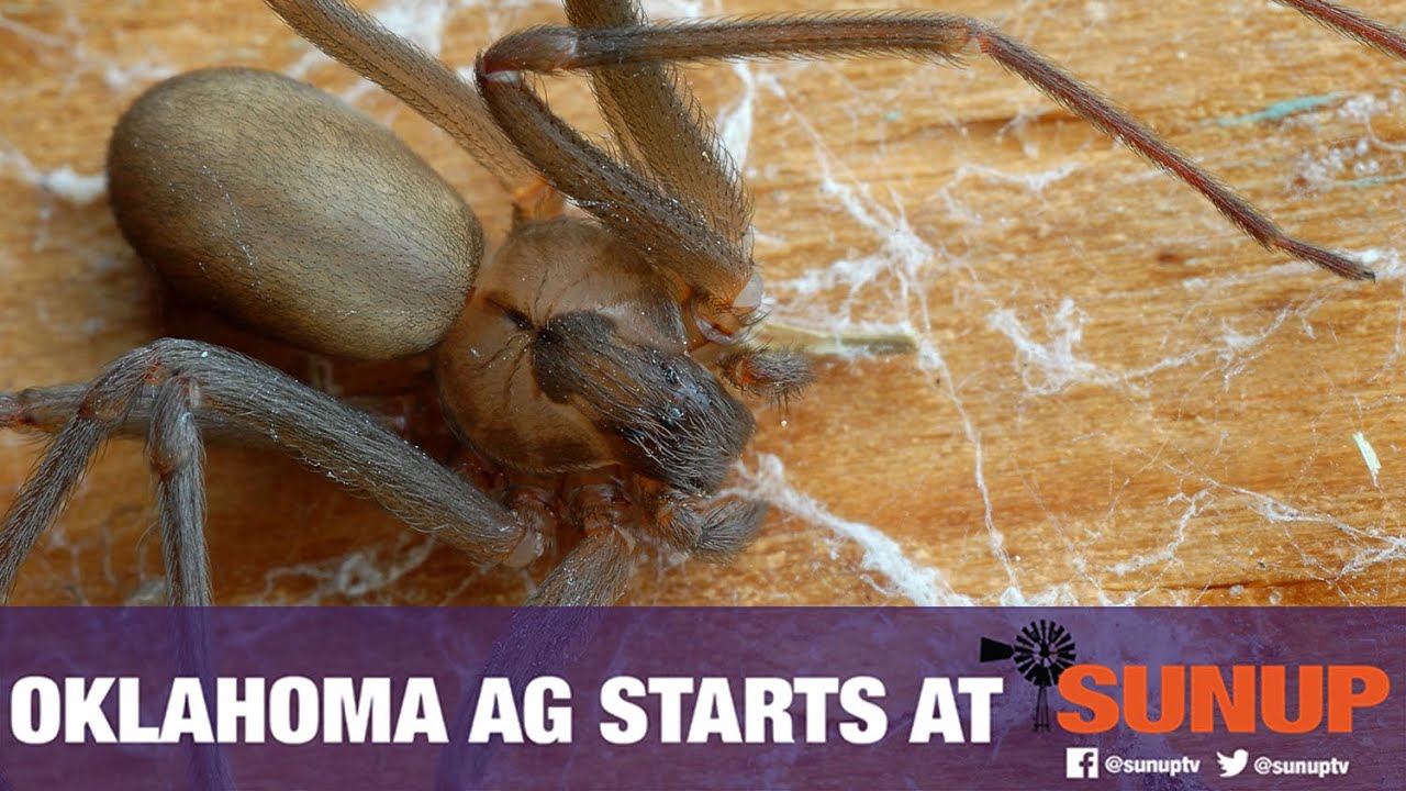 Identifying Spiders (3/7/20) - YouTube