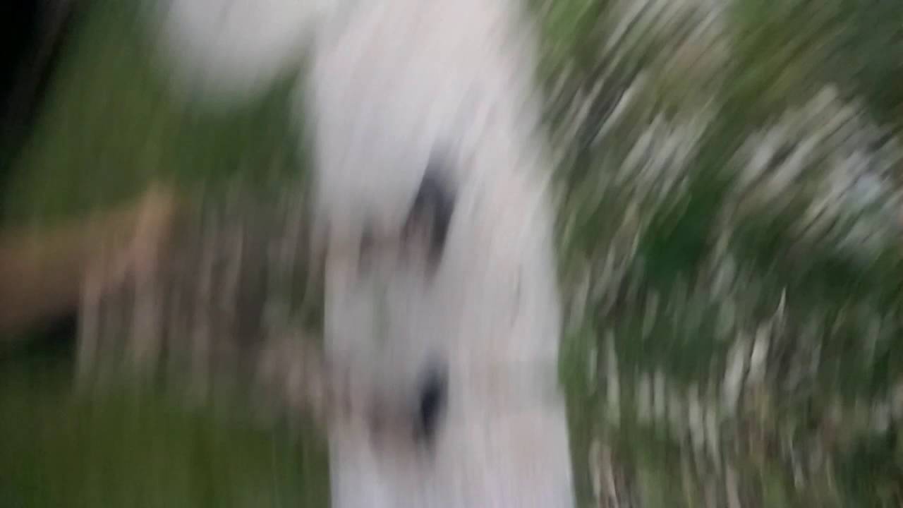 Hitting a beehive with a stick - YouTube