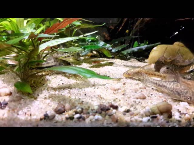 Corydoras diphyes e Otocinclus mimulus - Video © Eifel Pleco ...