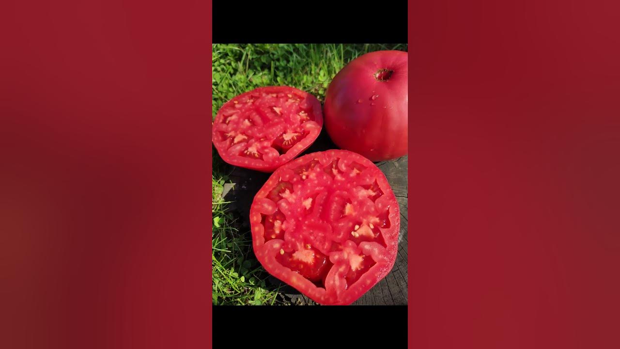 Розовая магия -лучший Болгарский томат! - YouTube