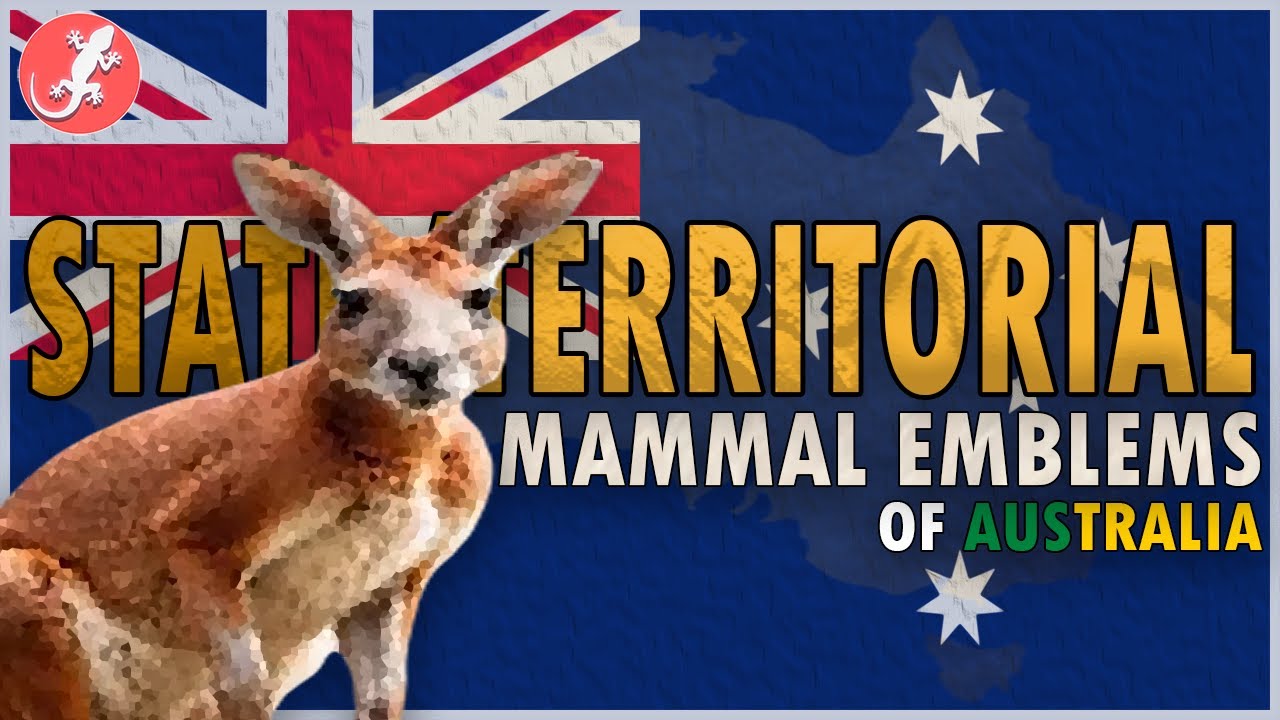 State/Territorial Mammal Emblems of Australia - YouTube