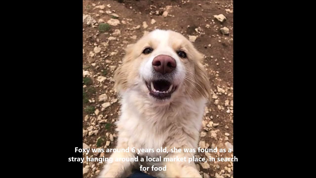 Homeward Bound Dog Rescue - Turkey - YouTube