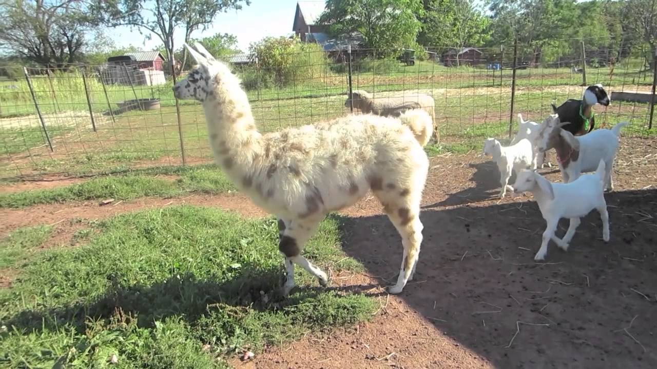 Guard Llama's First Time With Goats - YouTube