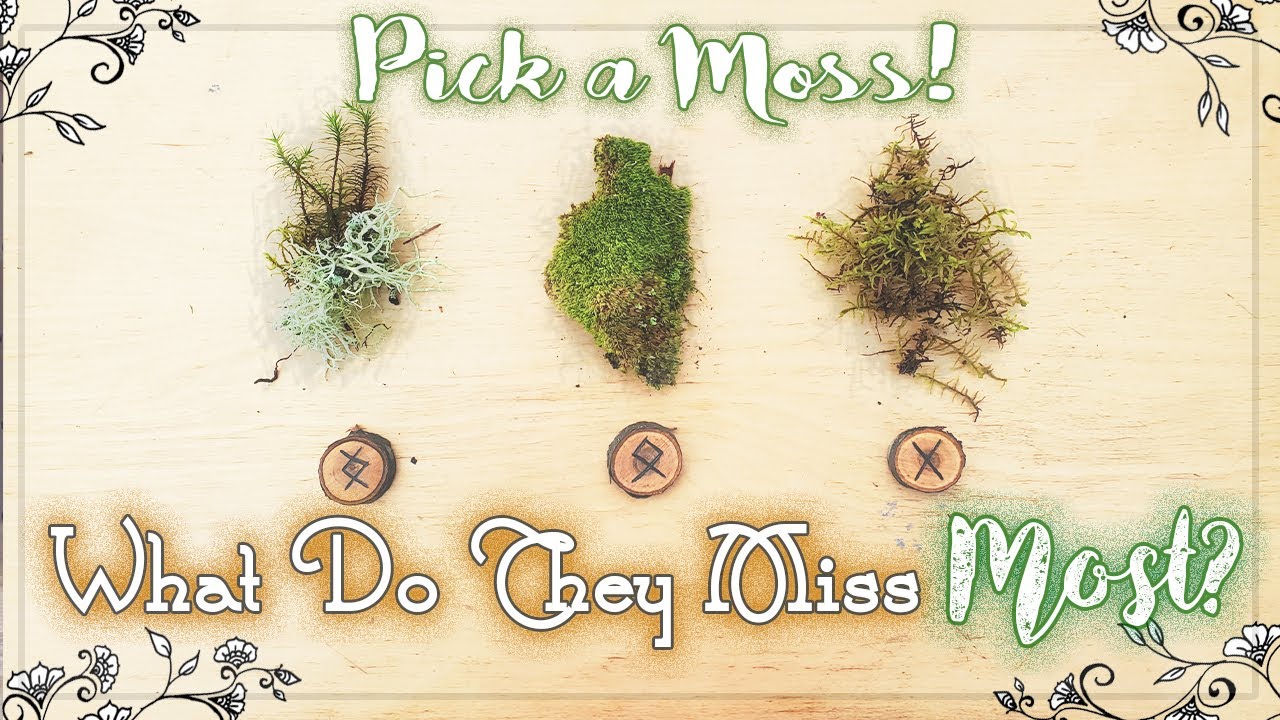 WHAT DO THEY MISS MOSST?💔😢Timeless Pick A MOSS Reading 🔮Long distance ...