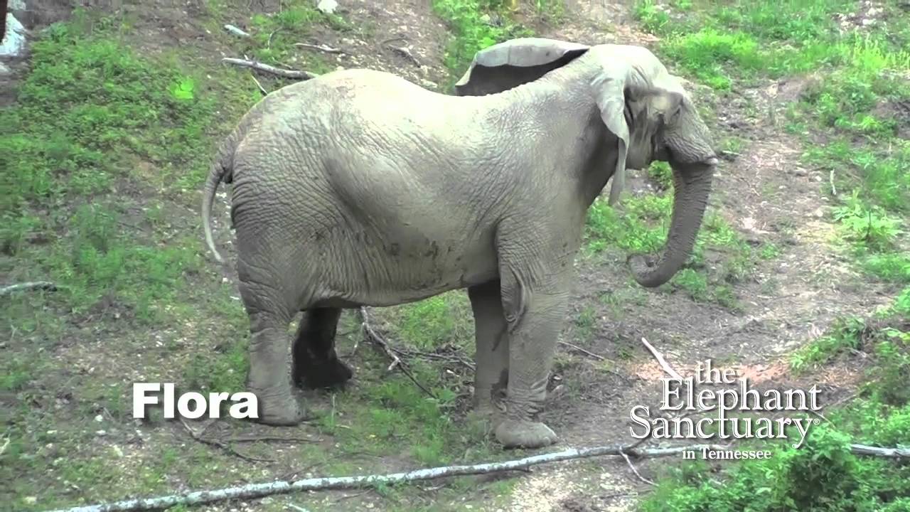 The Elephant Sanctuary | Flora & Tange in North Woods Valley - YouTube