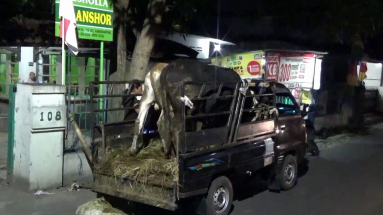 Cara Membawa Dan Menurunkan Sapi Dari Mobil Dengan Mudah - YouTube