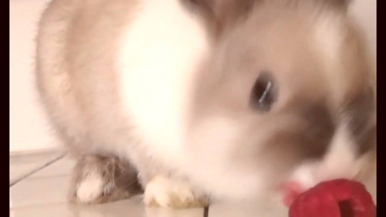 Bunny Eating Raspberries! [DUBSTEP] - YouTube