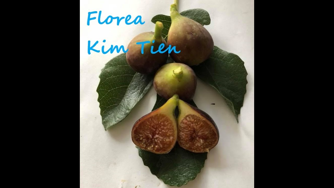 Florea Fig 2018 PNW Gardening - YouTube