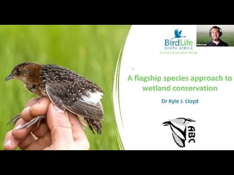 White-winged Flufftail Conservation - YouTube