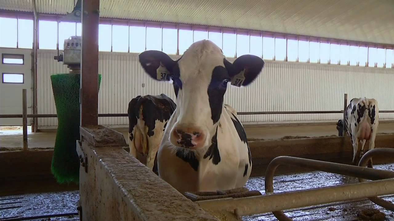 Markerville Creamery - YouTube