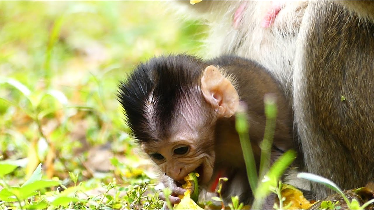 The Best Show, Maria Training Baby monkey Mateo Eating Mango fruit ...