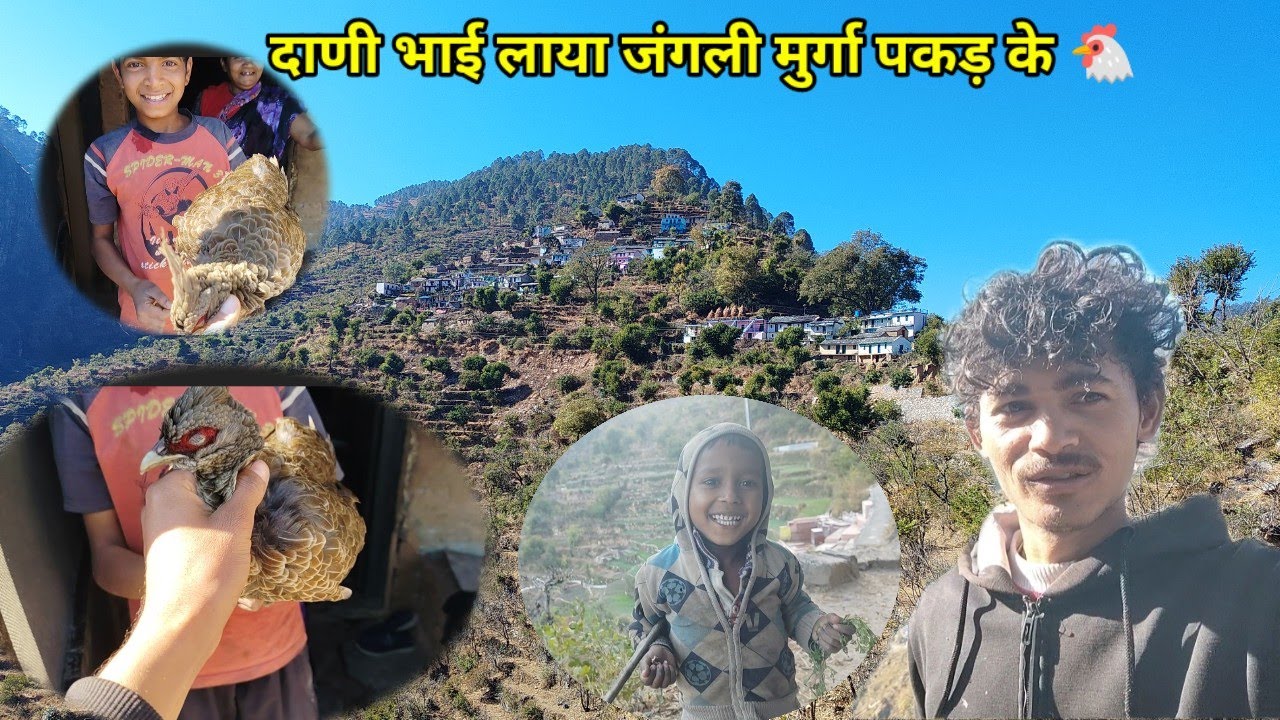 दाणी भाई लाया जंगली मुर्गा पकड़ के 🐓🐔 || dani bhai laya jangli murga 🐓🐓 ...