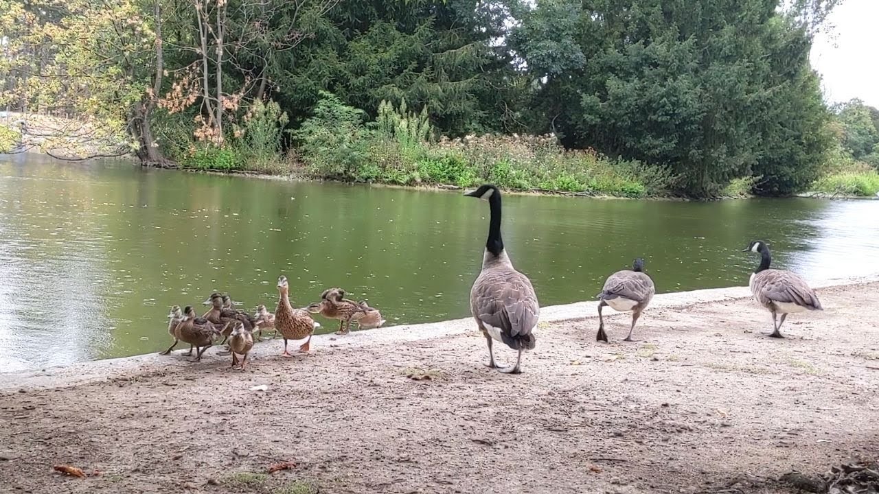 Canada Geese Chase Resting Ducks | Canadian Geese Chasing - YouTube