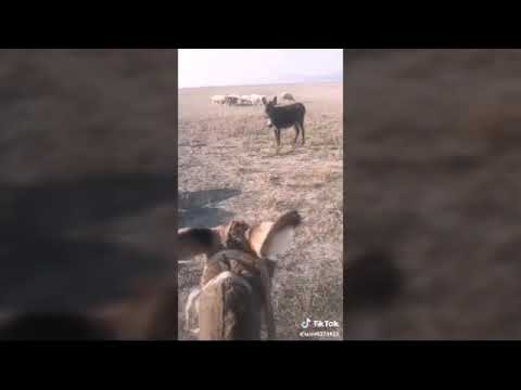 Hayvanlarin komik halleri  montajli