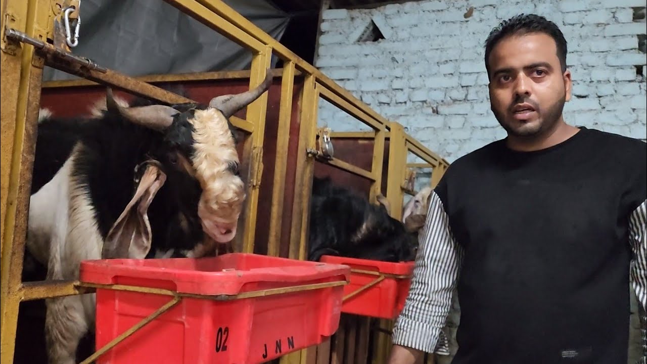 Tour Of Wonderland Farm For Kota Lovers | Exceptional Results On ...