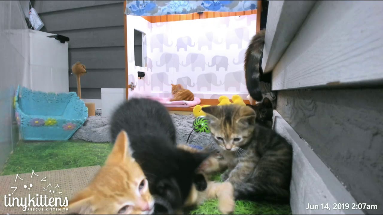 Fewocious kitten attacks sleepy kitten! TinyKittens.com - YouTube