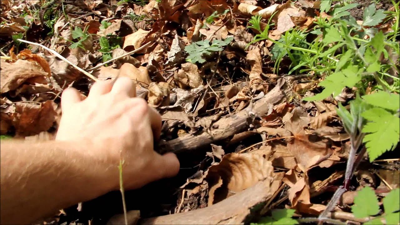 Shroom Dog - YouTube