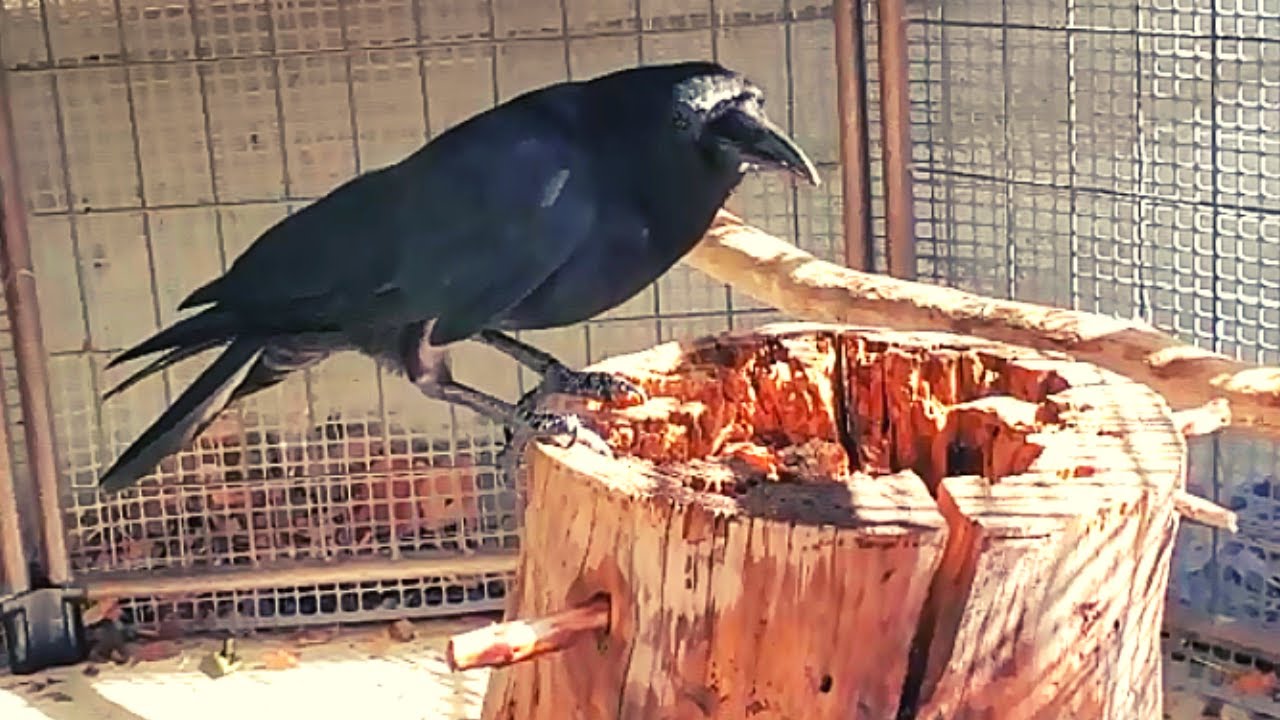 Crows Are Very Hard Workers - YouTube
