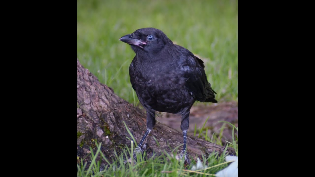 Fledgling Crow Explores the Lawn - YouTube