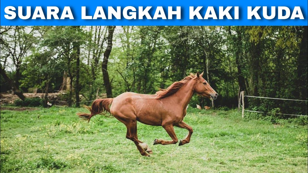 Efek Suara Langkah Kaki Kuda | Horse Footsteps Sound Effect - YouTube