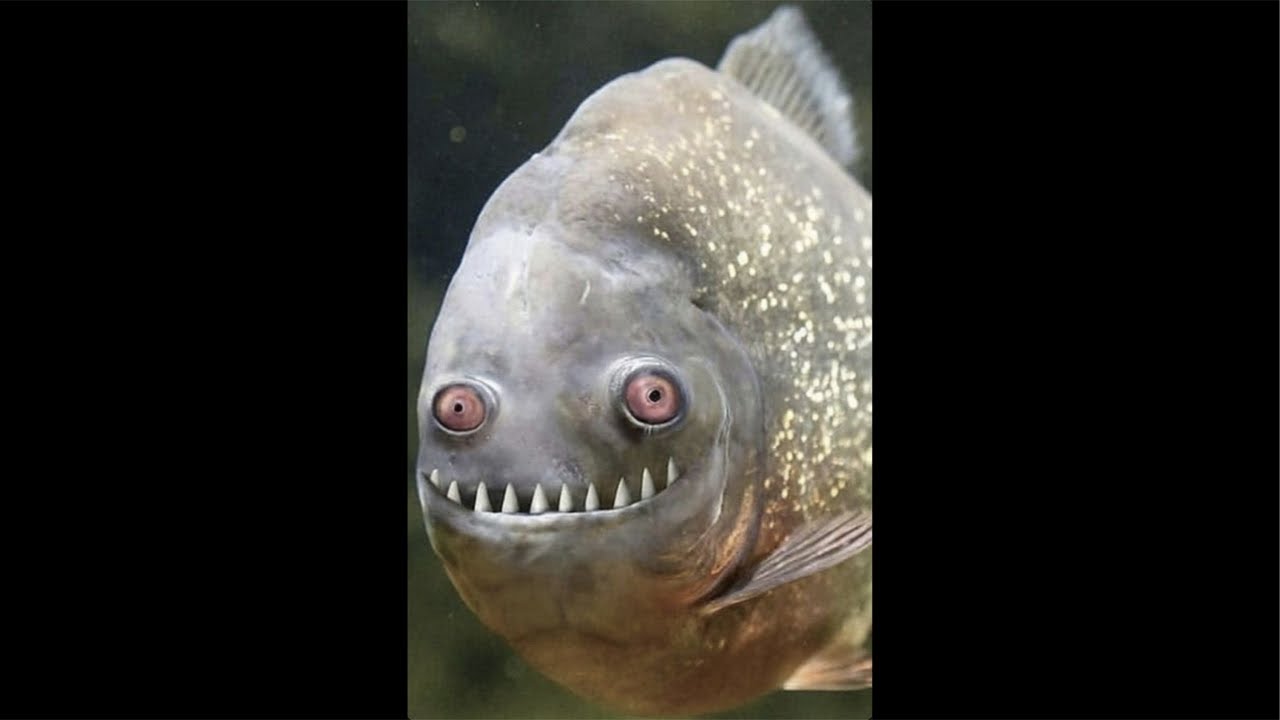 LIVE fish Friday @ Burger King - YouTube