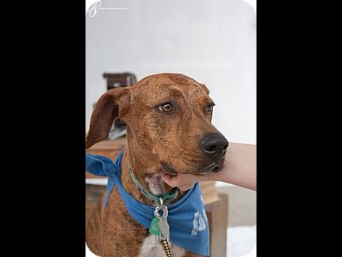 Peaches - Greyhound / Labrador Retriever - YouTube