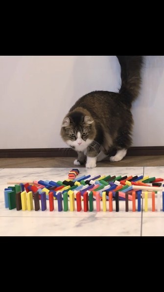 Cat Takes on the Domino Challenge! Too Cute Playing with Dominoes 🐱💕 ...