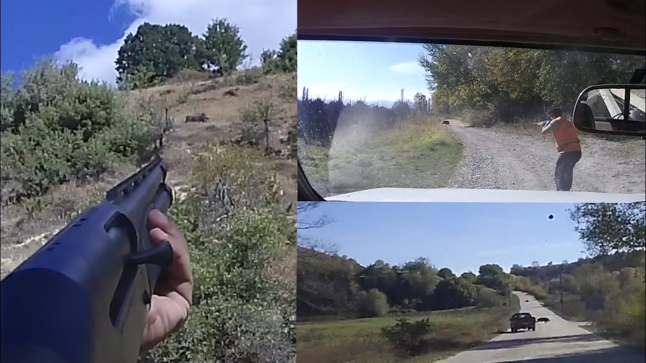 ΚΥΝΗΓΙ ΑΓΡΙΟΧΟΙΡΟΥ WILDBOAR HUNTING DOMUZ AVI caccia cinghiale chasse ...