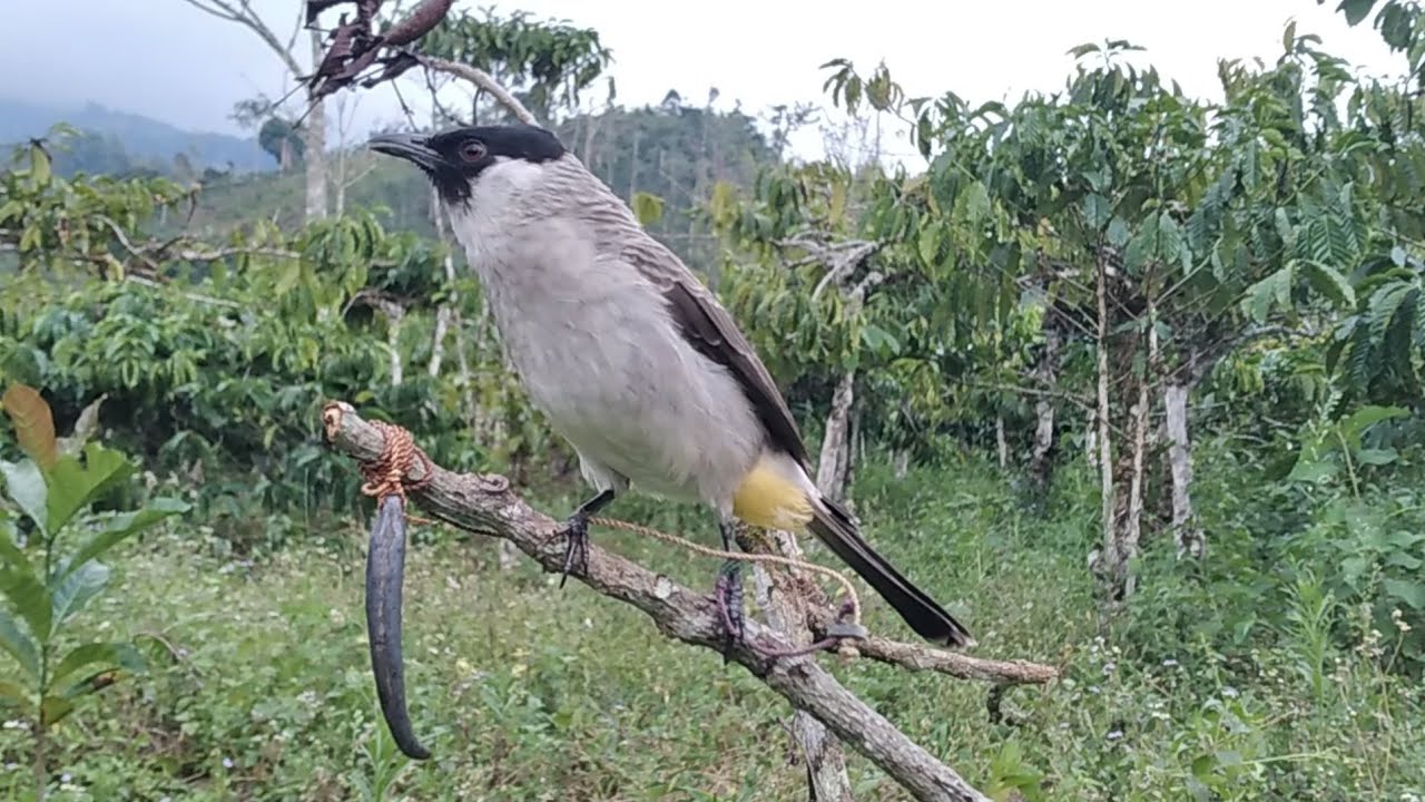 tes pikat kutilang cengkram !! coba cari lawan - YouTube