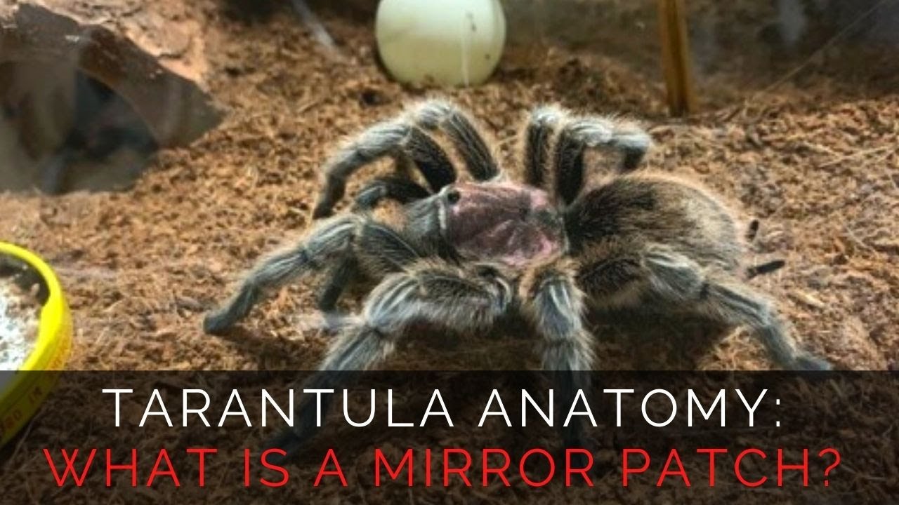 Tarantula Anatomy: What Is A Mirror Patch? - YouTube