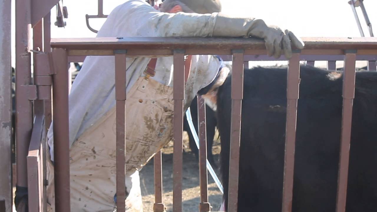 Pregnancy Checking Cows - YouTube