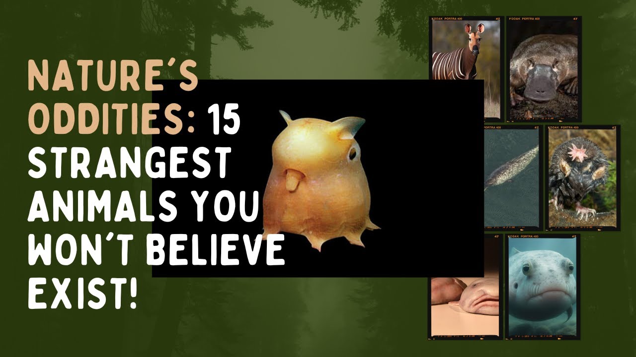 Nature's Oddities: 15 Strangest Animals You Won't Believe Exist! - YouTube