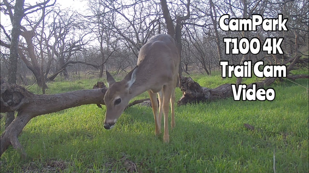 CamPark T100 4K Trail Cam Feb. 1-28, 2023 - YouTube